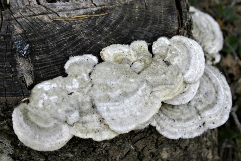 White fungus - Free Stock Photo by Bjorgvin on Stockvault.net