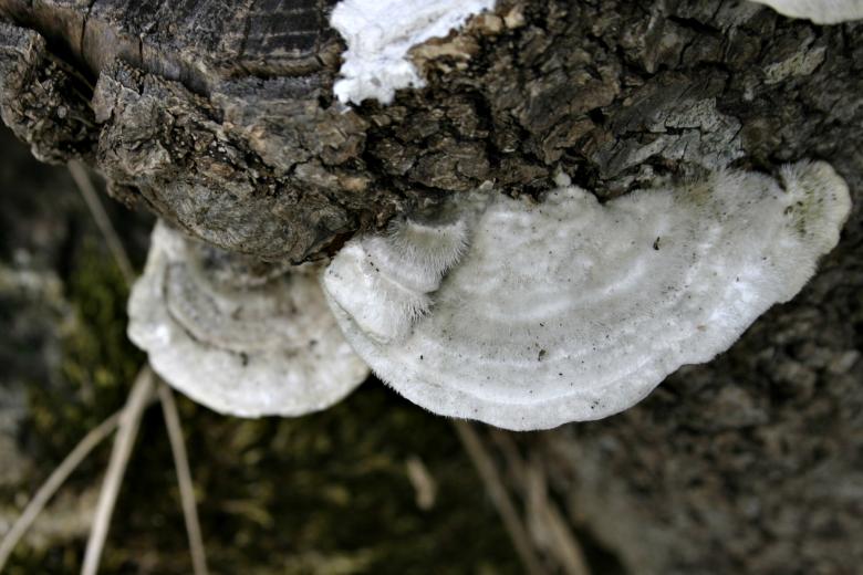 White Xylophagous Fungi Stock Image Image Of Plant Fast Typing Stock