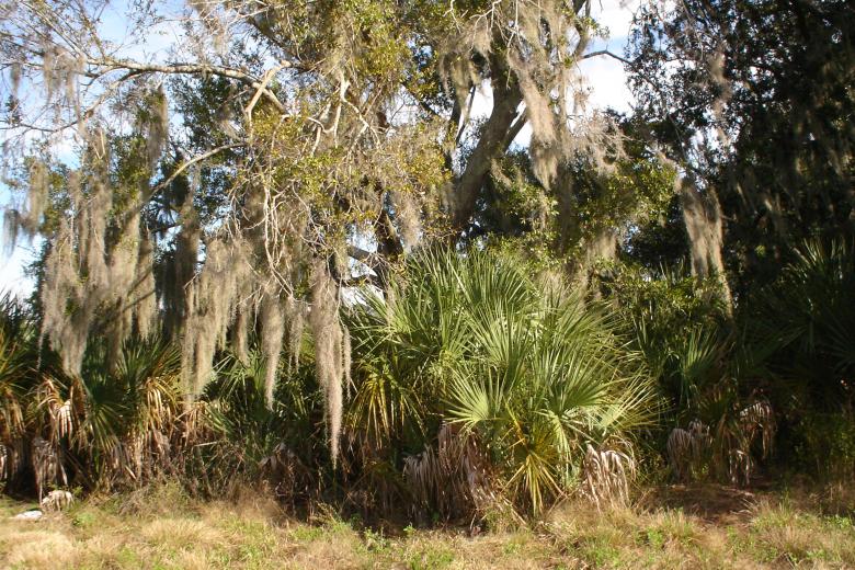 Florida Flora Carnivorous Plants—Both Rare And Well Done—Along The