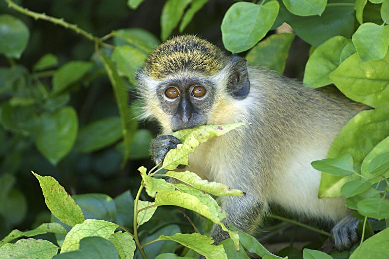 Green Monkey Barbados