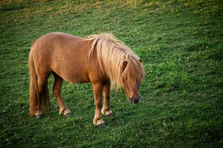 Pony - Free Stock Photo by Merelize on Stockvault.net