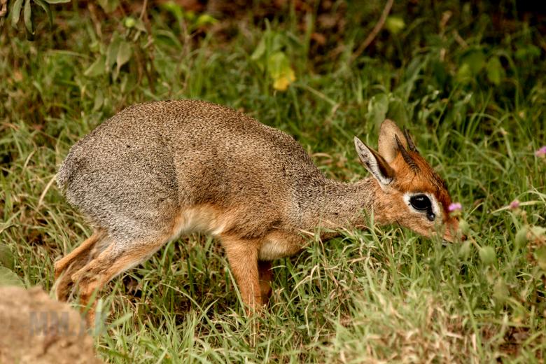 Baby Impala - Free Stock Photo by Matias Moretti on Stockvault.net