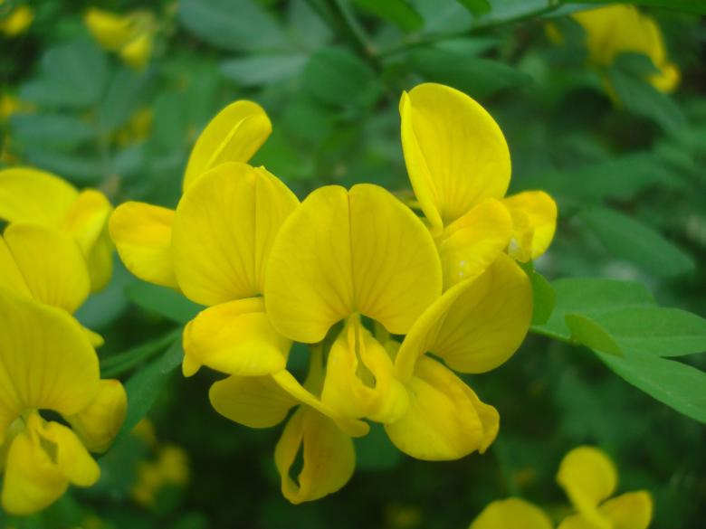 Yellow spring flowers - Free Stock Photo by Boris Kyurkchiev on ...