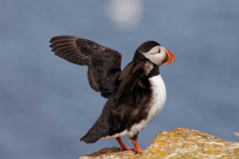 Puffins - Free Stock Photo by Geoffrey Whiteway on Stockvault.net