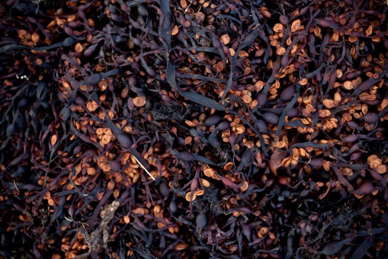 Dried Seaweed Texture