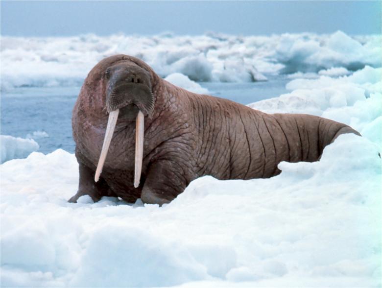 Walrus in Winter - Free Stock Photo by Pixabay on Stockvault.net