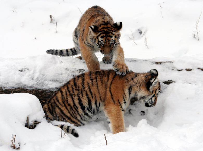 Wild Tigers - Free Stock Photo by Pixabay on Stockvault.net