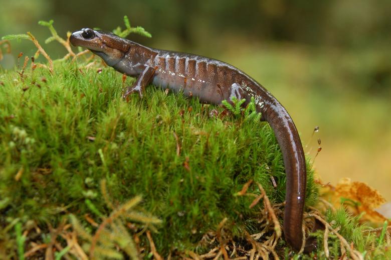 Northwestern Salamander - Free Stock Photo by Pixabay on Stockvault.net