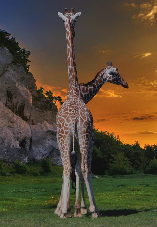 Giraffe Couple Wallpaper