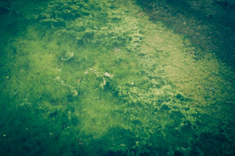 Green Seaweed Texture - Free Stock Photo by Free Texture Friday on ...