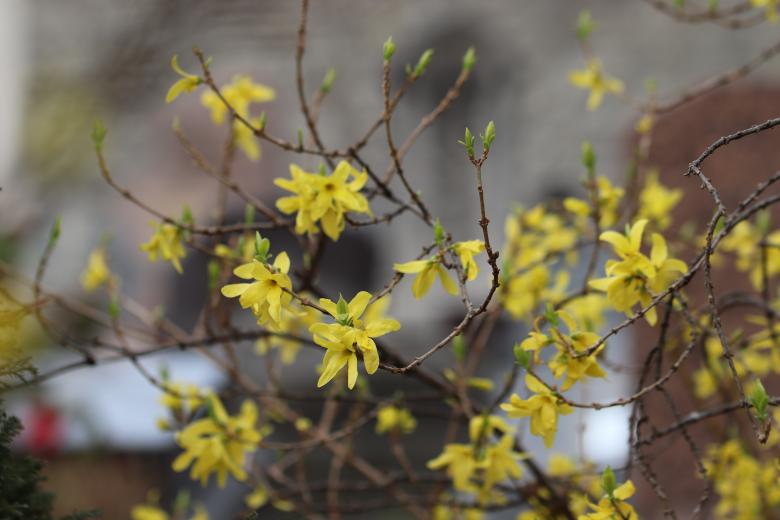 Yellow spring flowers on a shrub - Free Stock Photo by GAIMARD Jacques ...