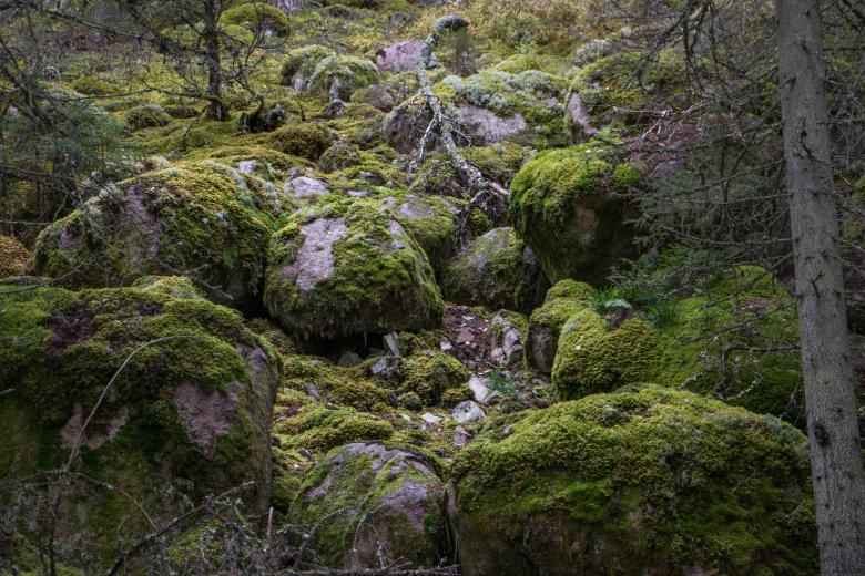 Mossy stones in dark woods - Free Stock Photo by Janis Urtans on ...