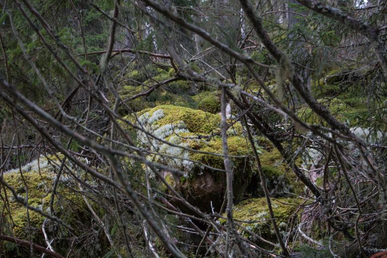 Mossy stones in dark woods - Free Stock Photo by Janis Urtans on ...