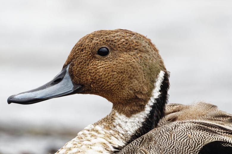 Pintail Wallpaper